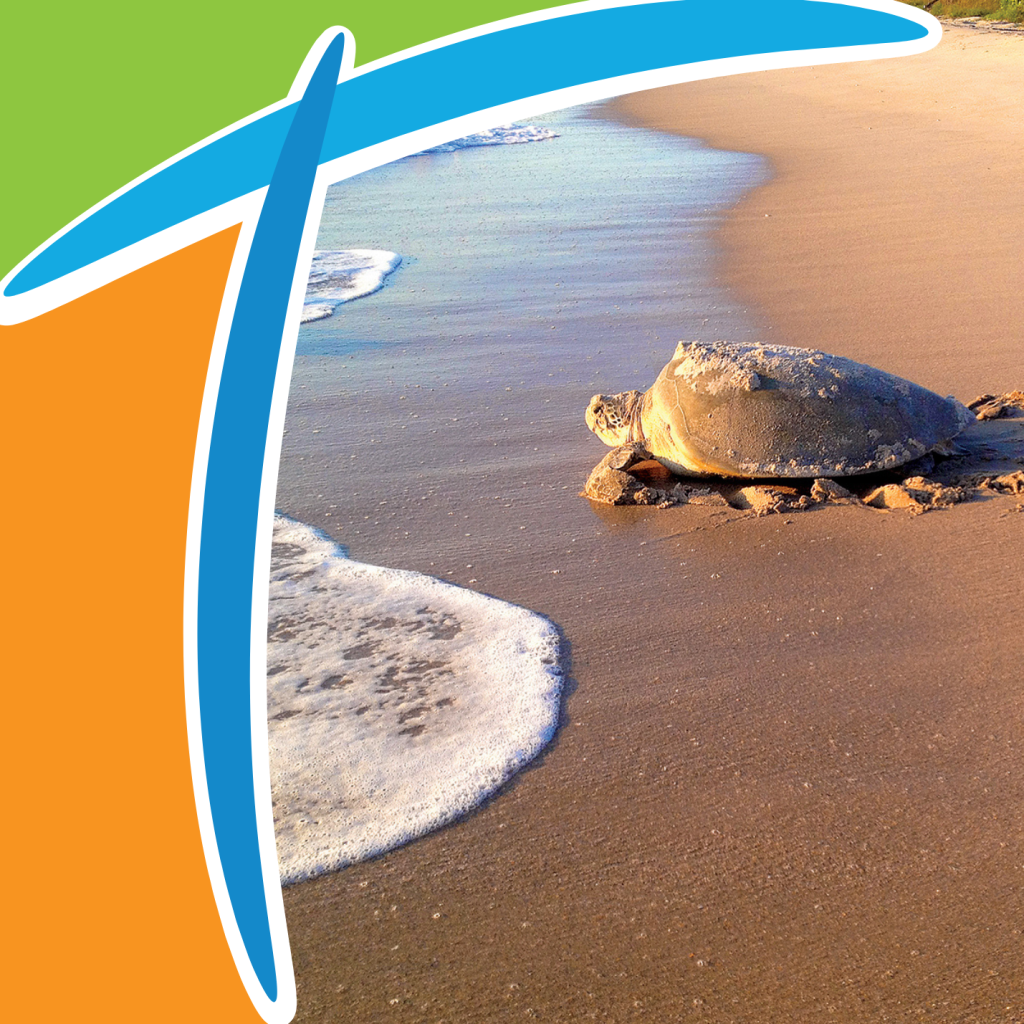 Canaveral's Coastal Guardians: A Season of New Beginnings with Sea ...